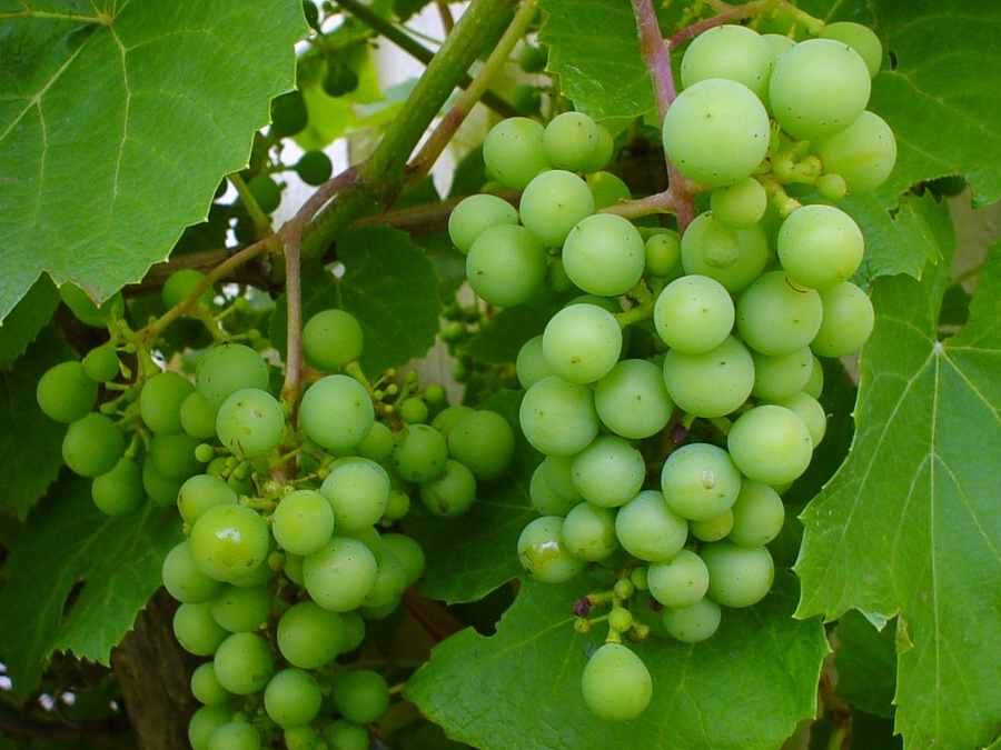 Twitter Colors Green Profile Backgrounds | Background Photos for your ...