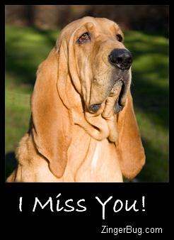I Miss You Bloodhound Glitter Graphic, Greeting, Comment, Meme or GIF