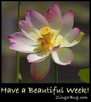 Have a Beautiful Week Flower Closeup Glitter Graphic, Greeting, Comment ...