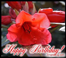 Birthday Flower Images For Facebook | Best Flower Site